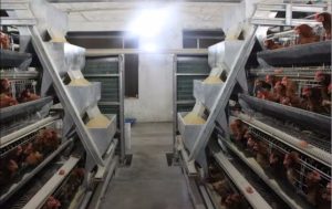 DIY Chicken Coop: Building a Simple Cage in 10 Steps - Battery Poultry ...