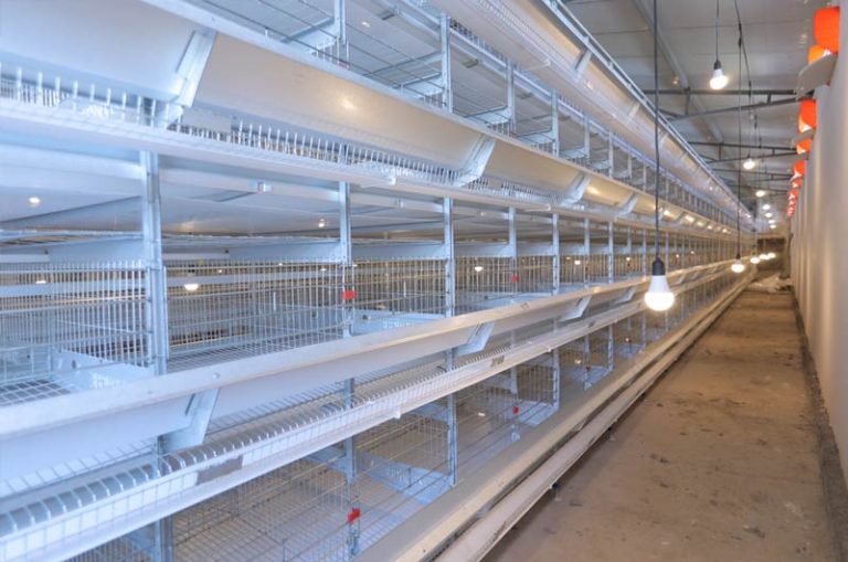 Types of Layer Chicken Cages: Battery, Free-Range, Enriched - Battery ...